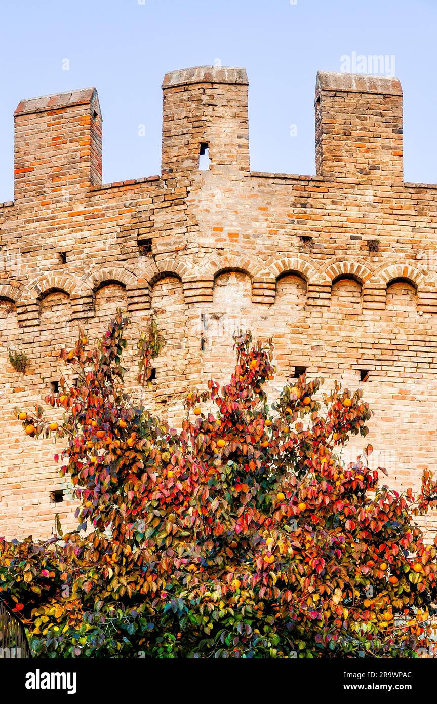 Grenade tree hi-res stock photography and images - Alamy