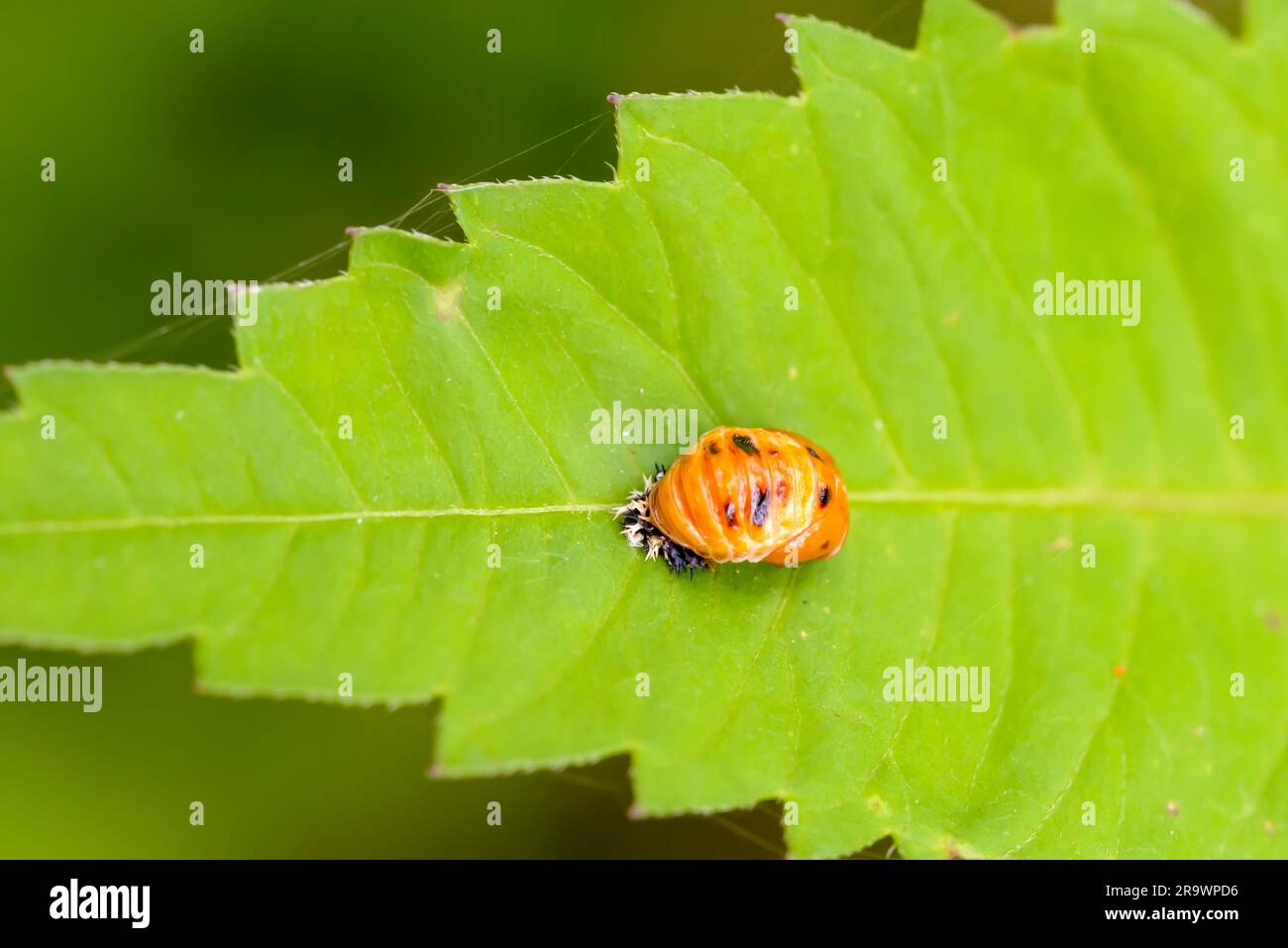 Asian caterpillar hi-res stock photography and images - Alamy