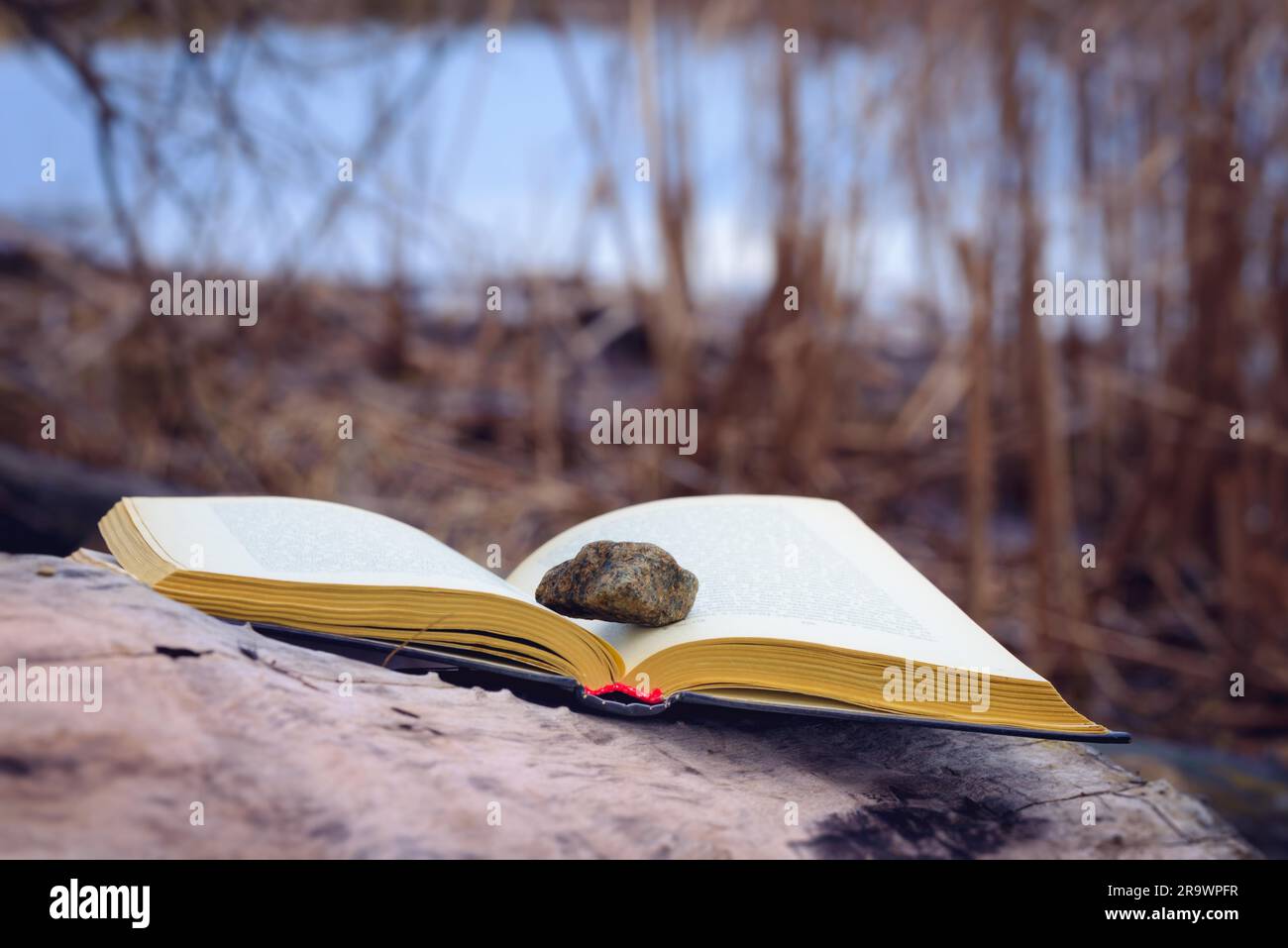 Open book with tree of knowledge hi-res stock photography and images ...