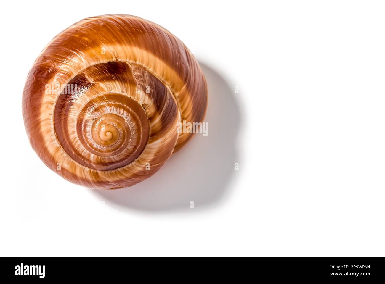 Single snail shell, escargot de Bourgogne, with shadow, isolated on ...