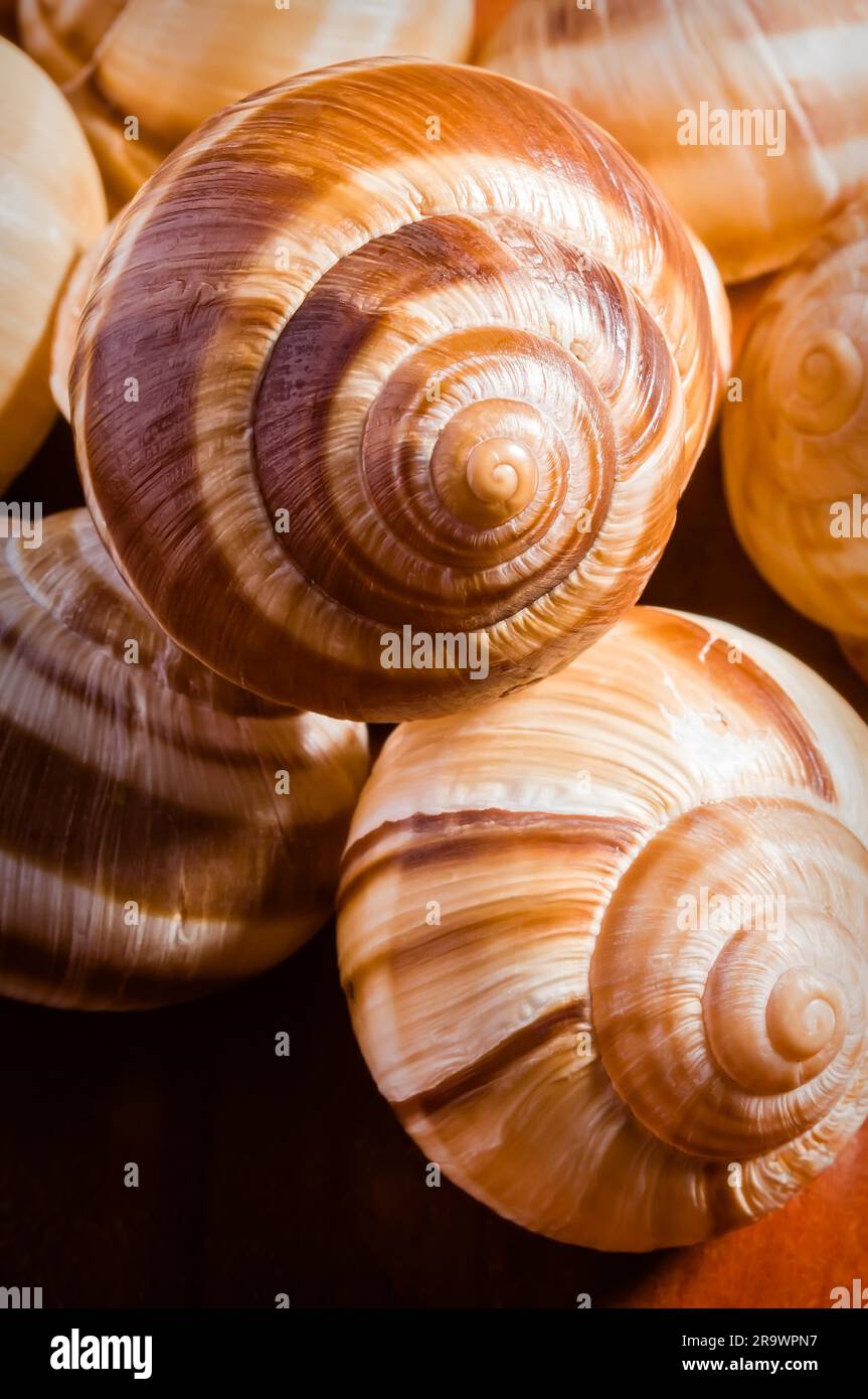 Group of snail shells, escargots de Bourgogne, under the sunlight Stock ...