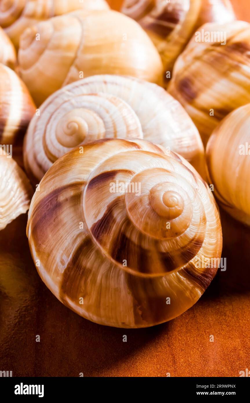 Group of snail shells, escargots de Bourgogne, under the sunlight Stock ...