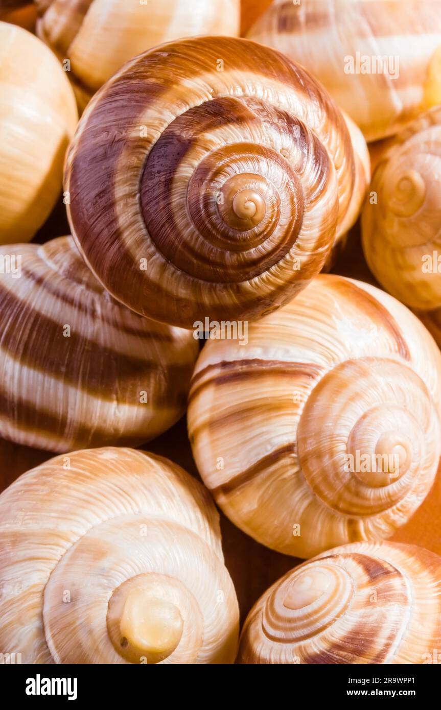 Group of snail shells, escargots de Bourgogne, under the sunlight Stock ...