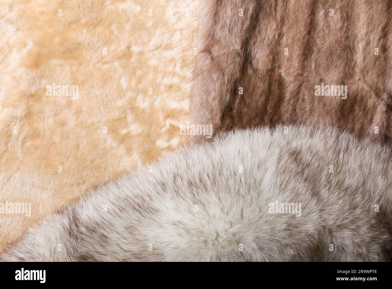 Blond sheepskin, blue fox and red sable mink furs Stock Photo - Alamy