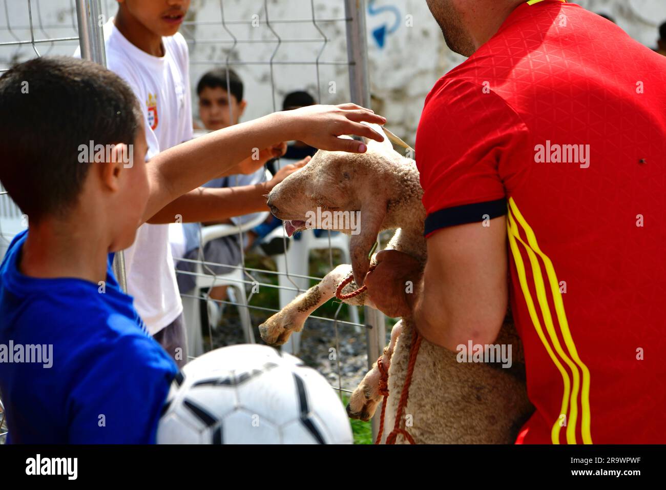 A Muslim holds a lamb before being sacrificed during the Feast of the ...
