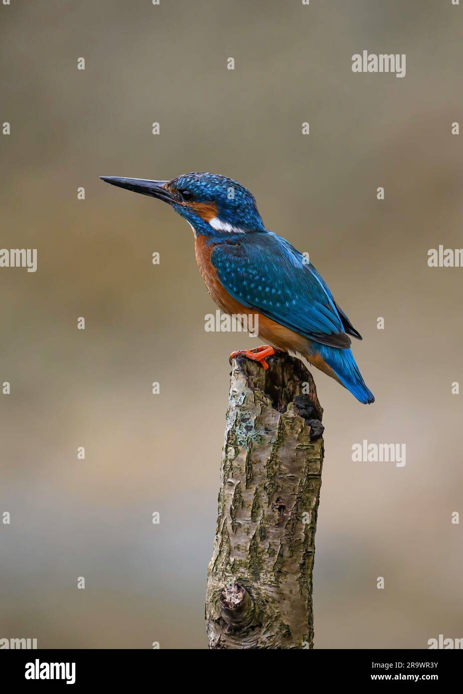 Kingfisher (Alcedo atthis) portrait of a male, River Urr, Dalbeattie ...