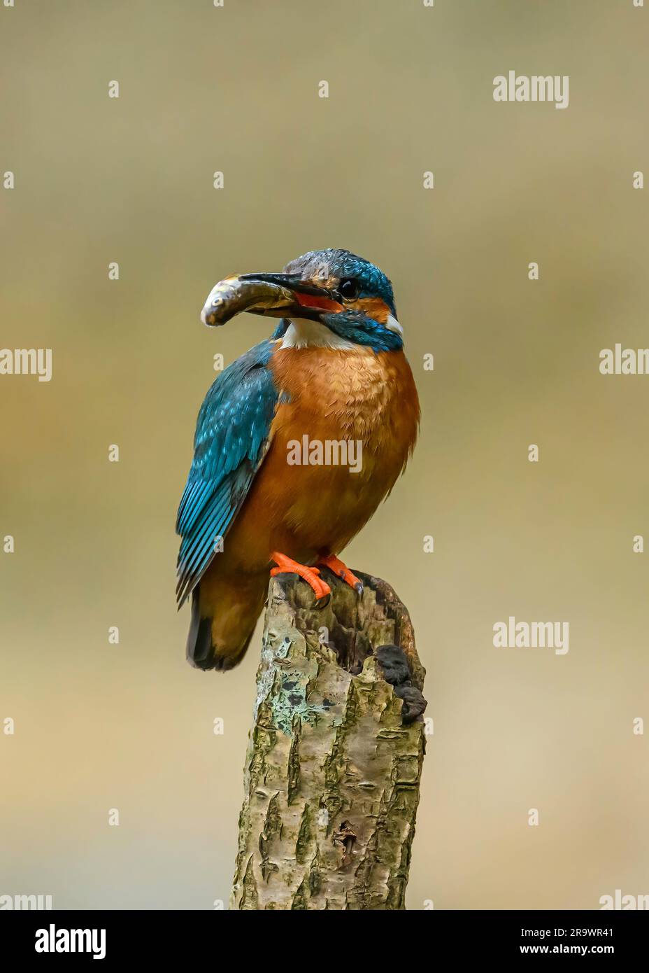 Kingfisher (Alcedo atthis) male bringing fish to the nest, River Urr ...