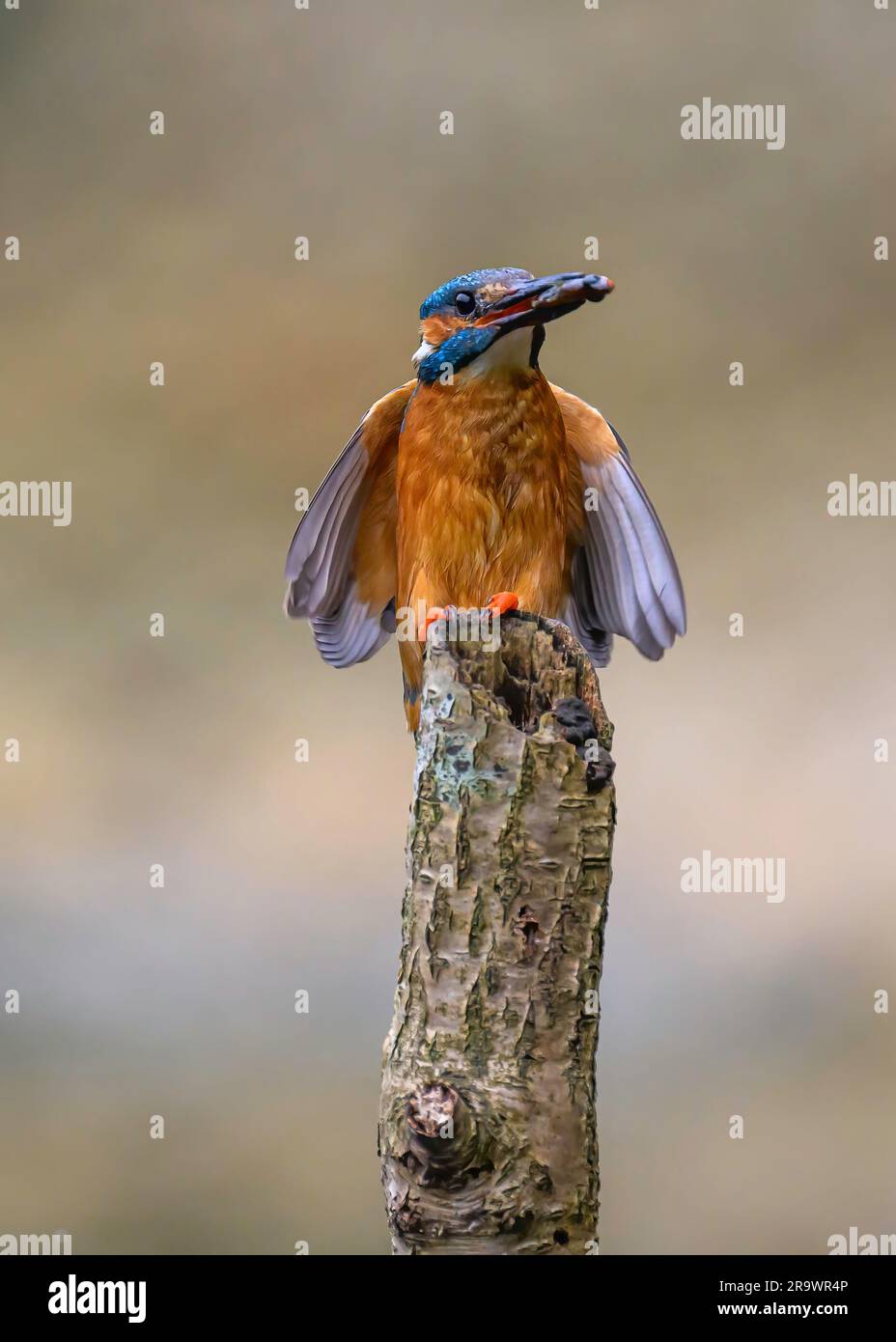 Kingfisher (Alcedo atthis) male bringing fish to the nest, River Urr ...