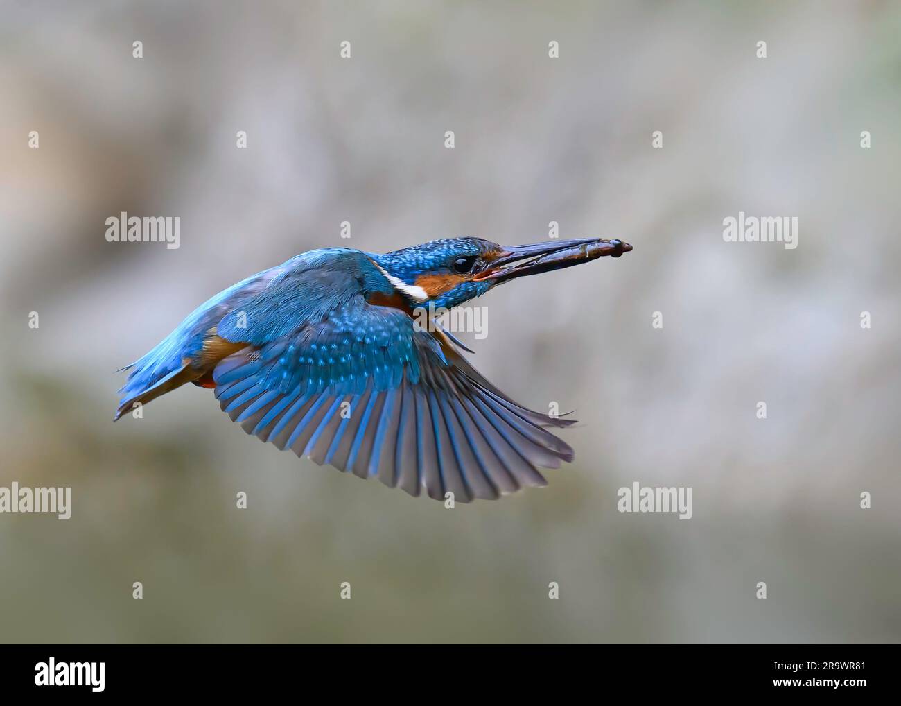 Kingfisher (Alcedo atthis) male bringing fish to the nest, River Urr ...