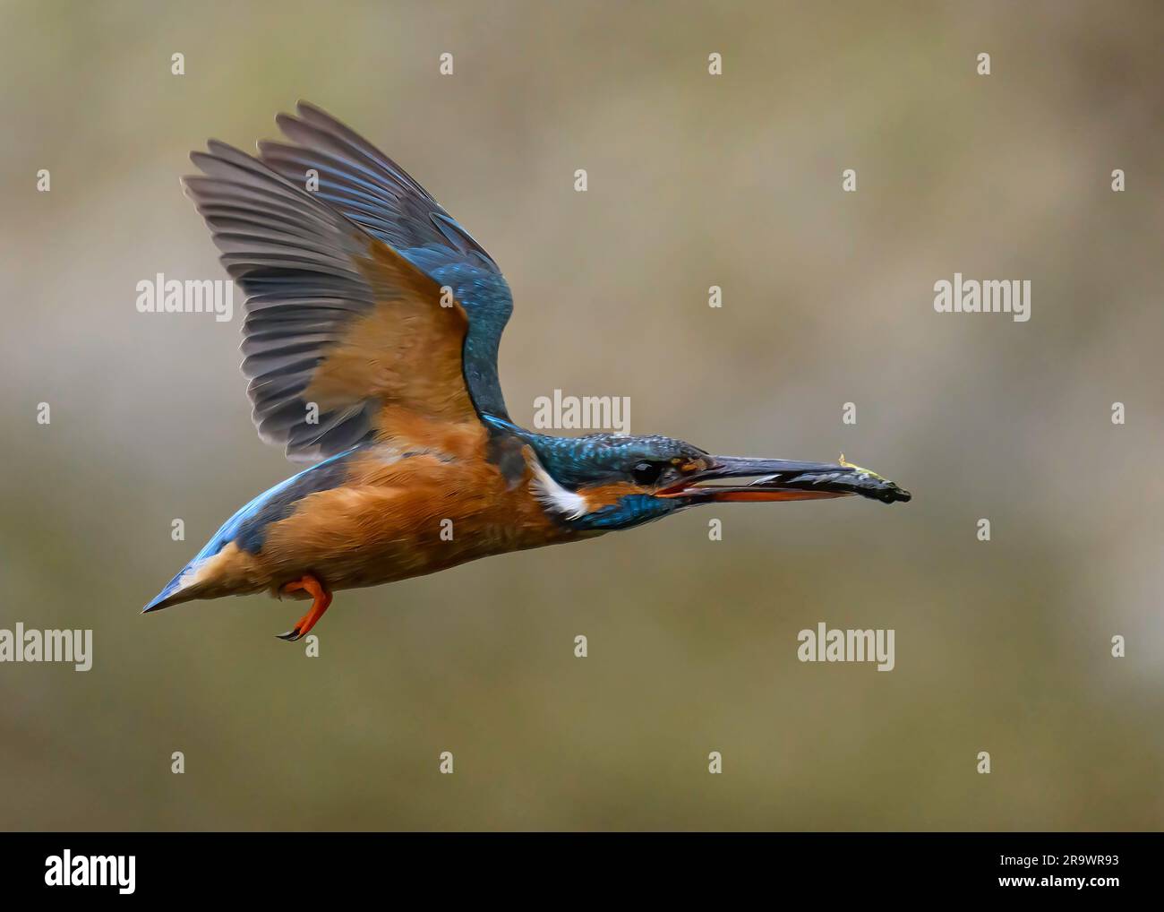 Kingfisher (Alcedo atthis) female bringing fish to the nest, River Urr ...