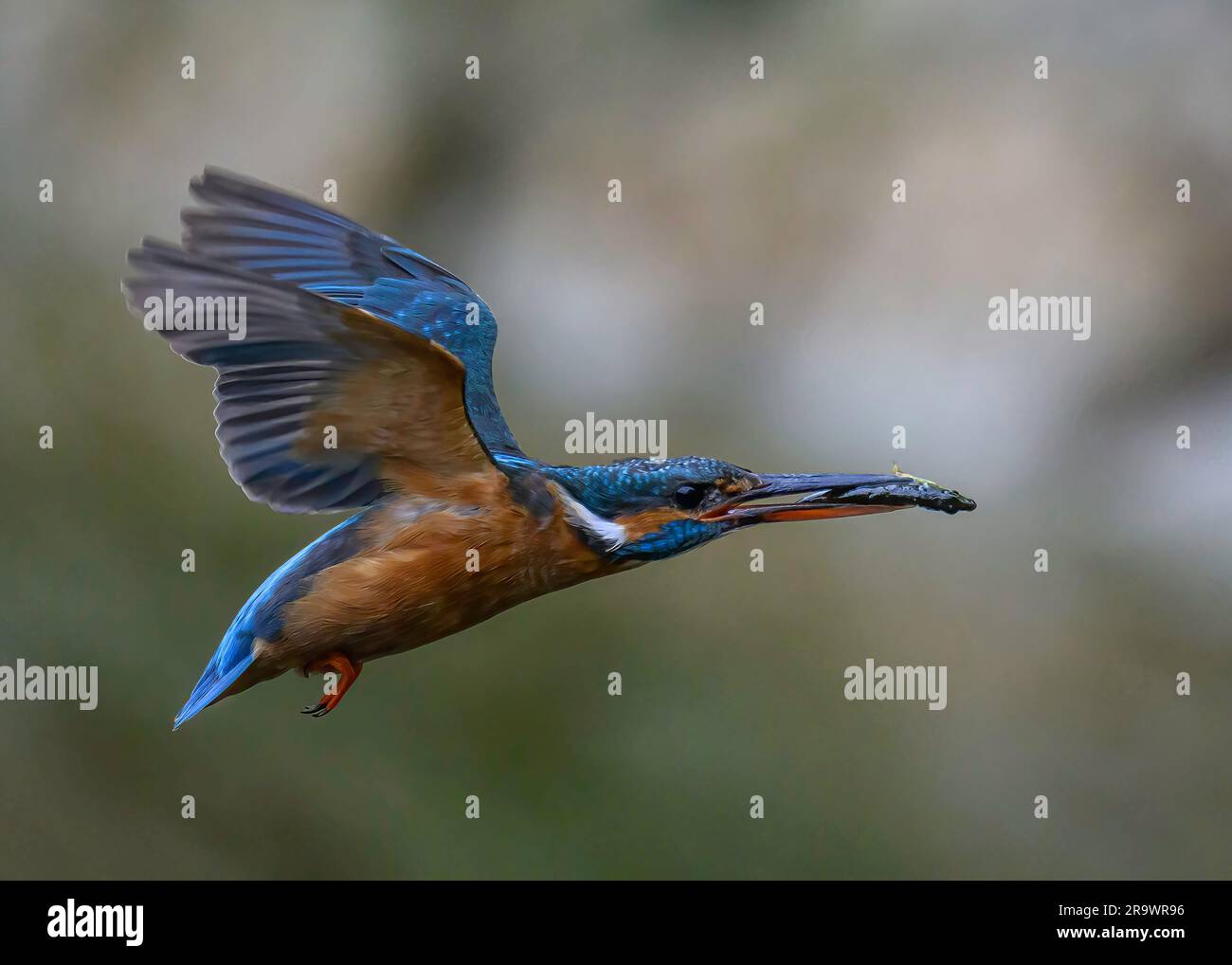 Kingfisher (Alcedo atthis) female bringing fish to the nest, River Urr ...