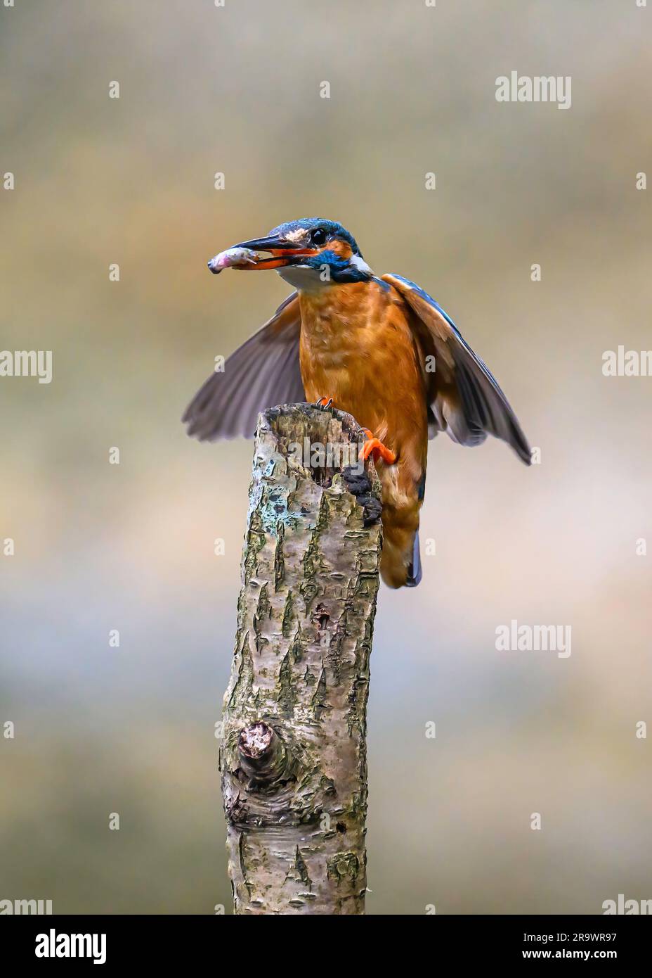 Kingfisher (Alcedo atthis) bringing fish to the nest, River Urr ...