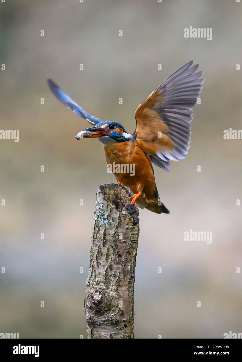 Kingfisher (Alcedo atthis) bringing fish to the nest, River Urr ...