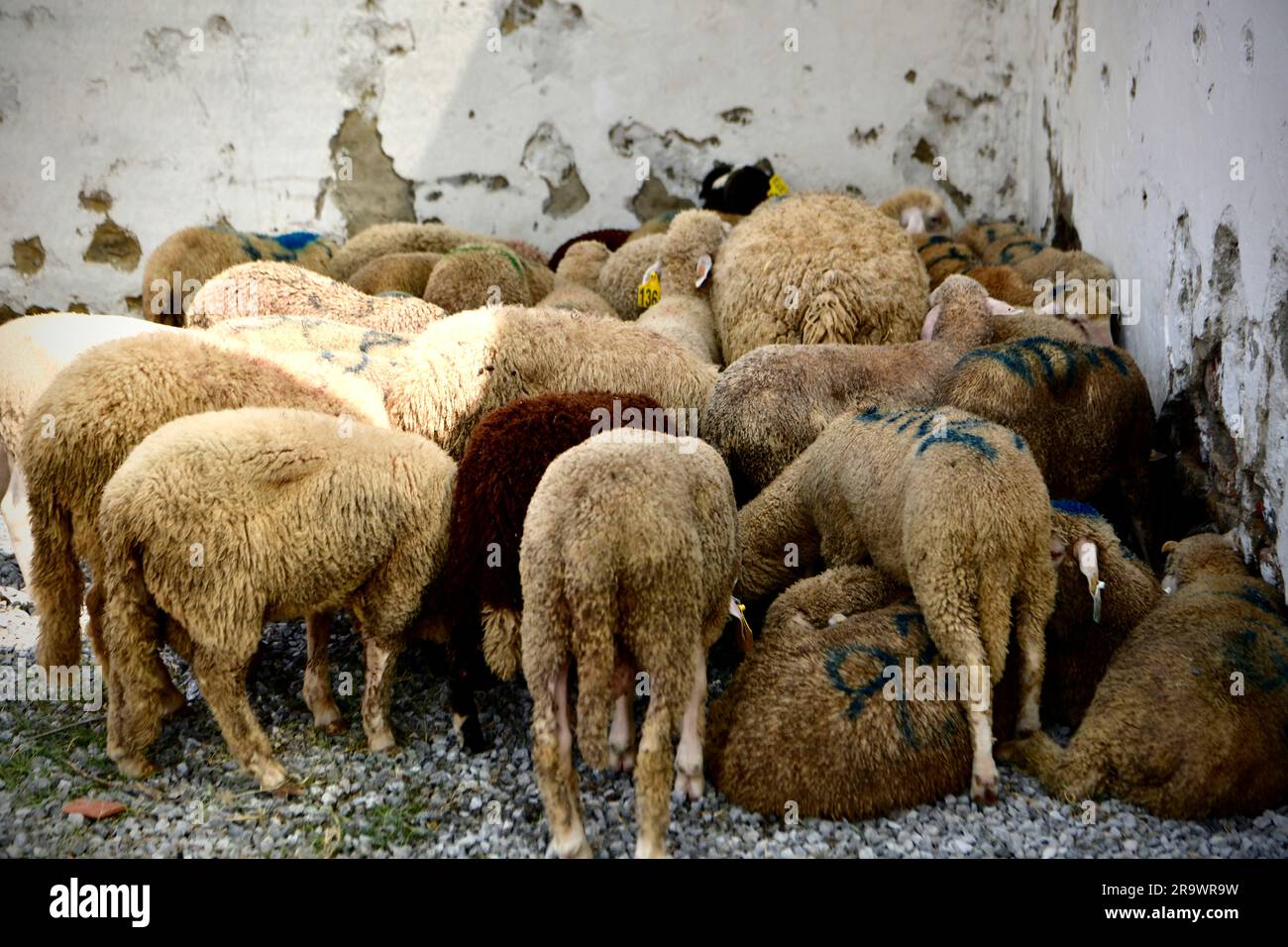 Lambs before being sacrificed during the Feast of the Lamb, 'Eid al ...