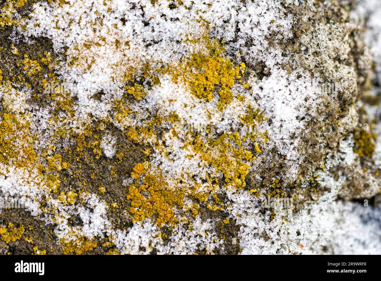 Texture of Lichen and Snow Crystal on an old wall during the cold ...