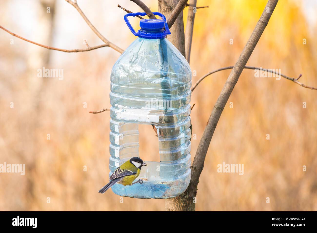 Big plastic bottle used as feeder for birds in winter. A yellow black ...