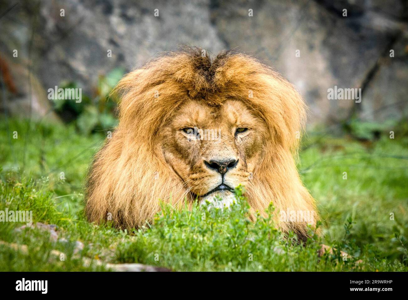 Male lion with a large mane relaxing in the sun on a field with tall ...