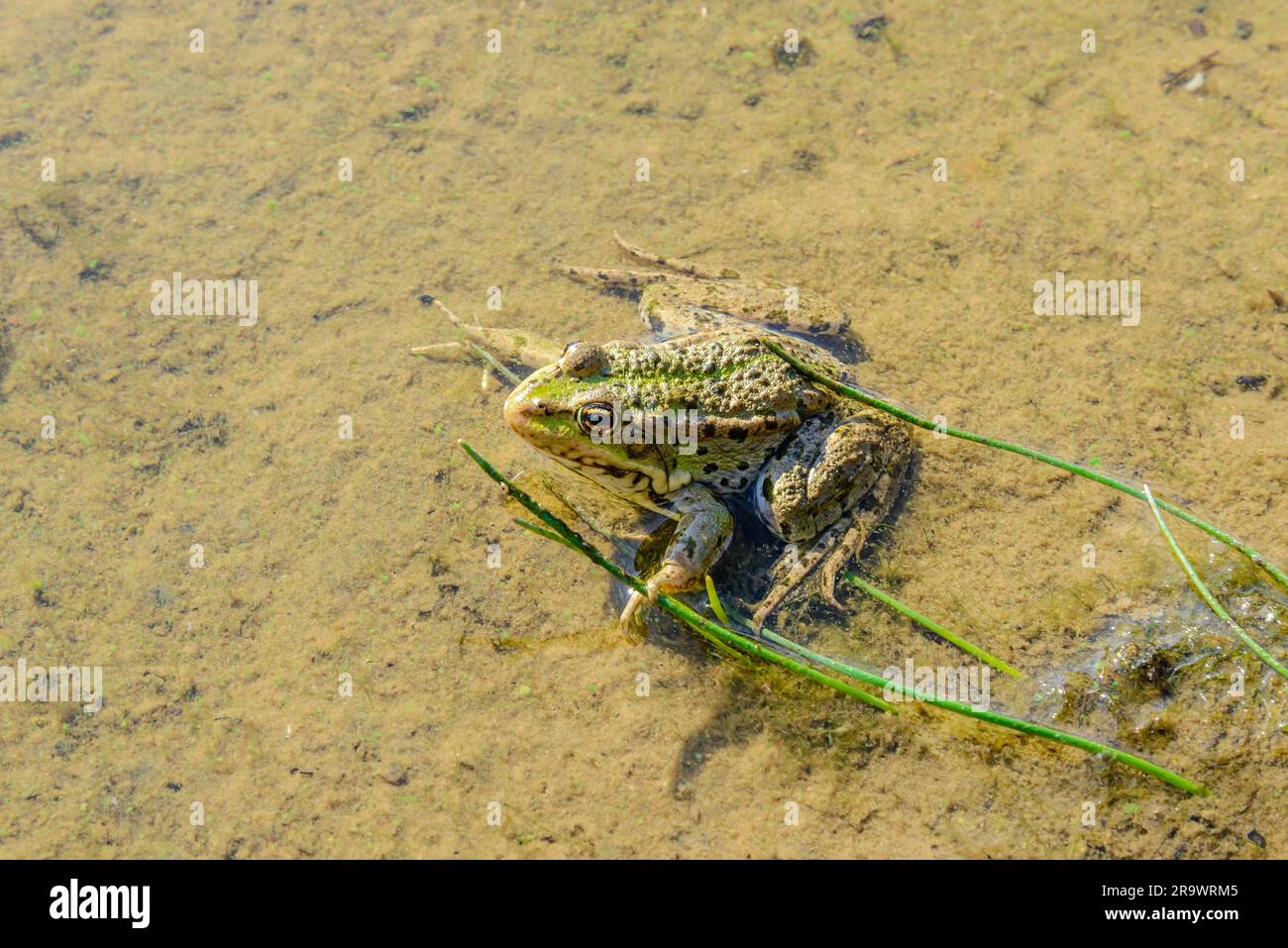 A green frog is sitting in the water under the summer sun waiting for ...