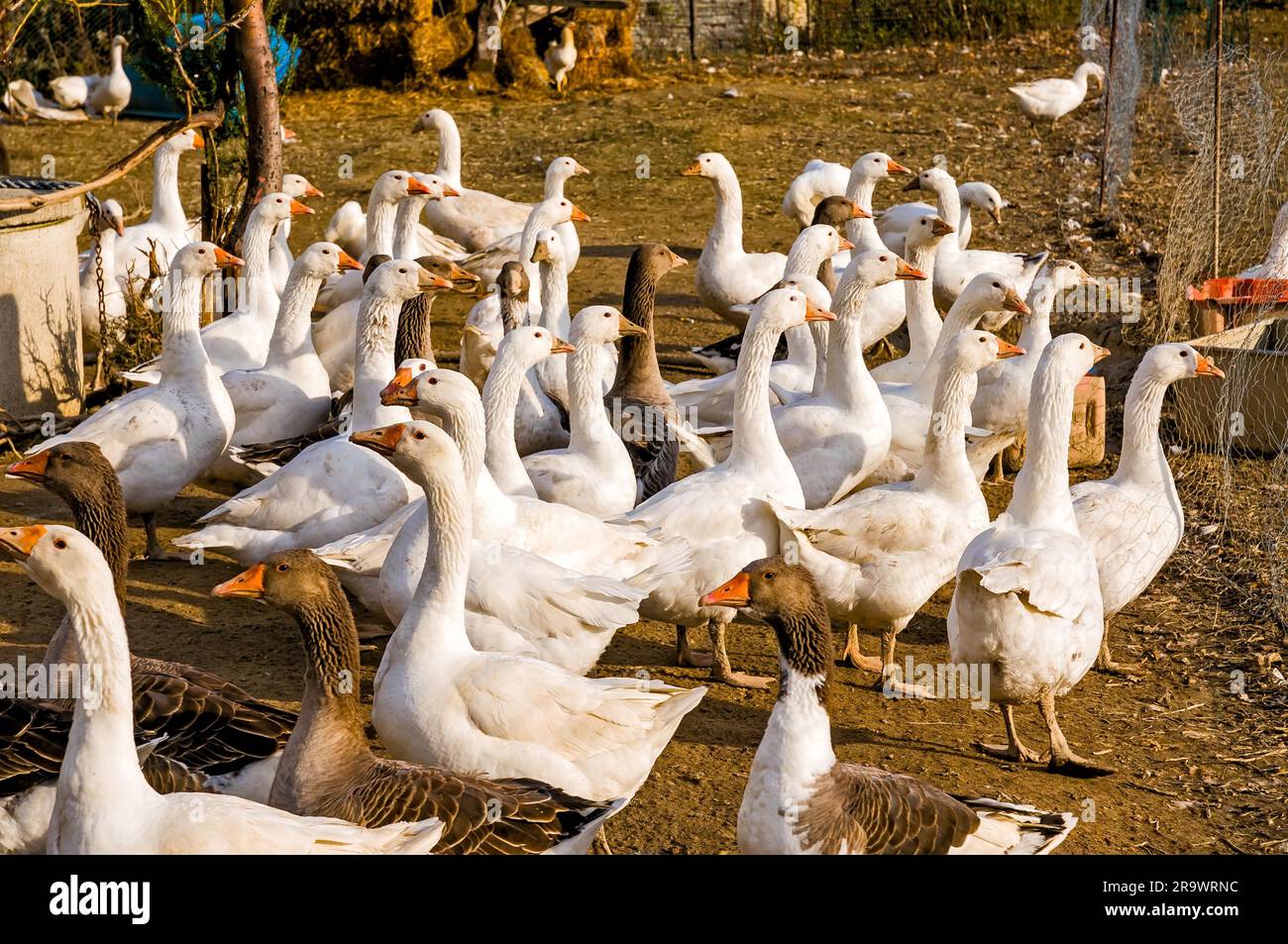 A group of funny Italian geese in the barnyard Stock Photo - Alamy