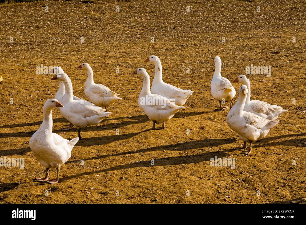 A group of funny Italian geese in the barnyard Stock Photo - Alamy
