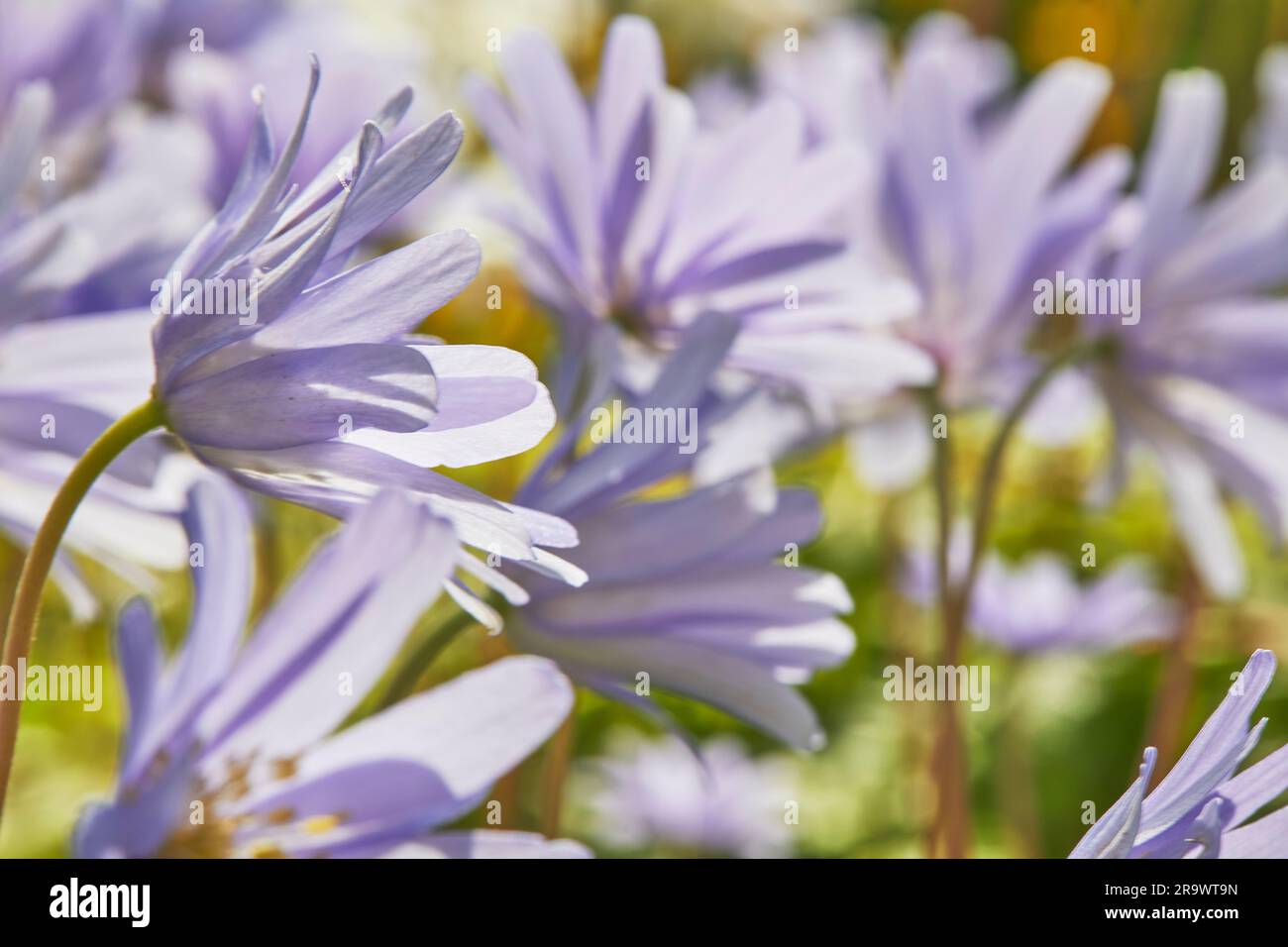 Aster flowers in full bloom in a garden during spring Stock Photo - Alamy