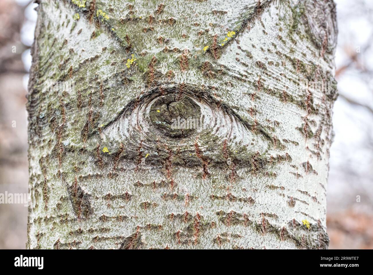 One eyed white poplar trunk in the forest Stock Photo - Alamy