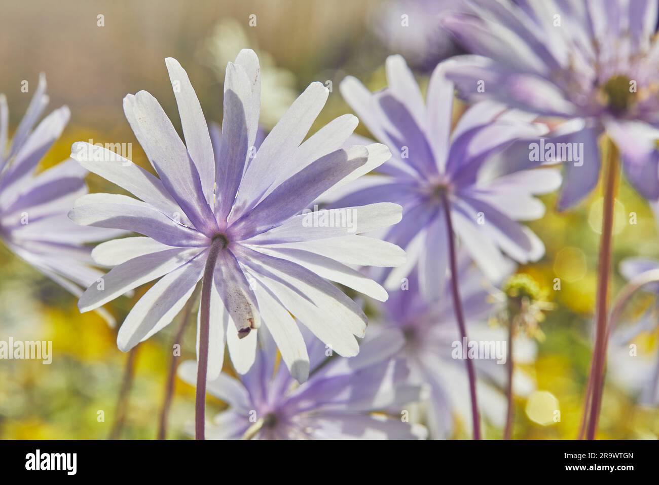Aster species hi-res stock photography and images - Alamy