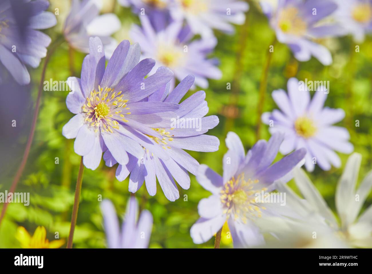 Aster flowers in full bloom in a garden during spring Stock Photo - Alamy