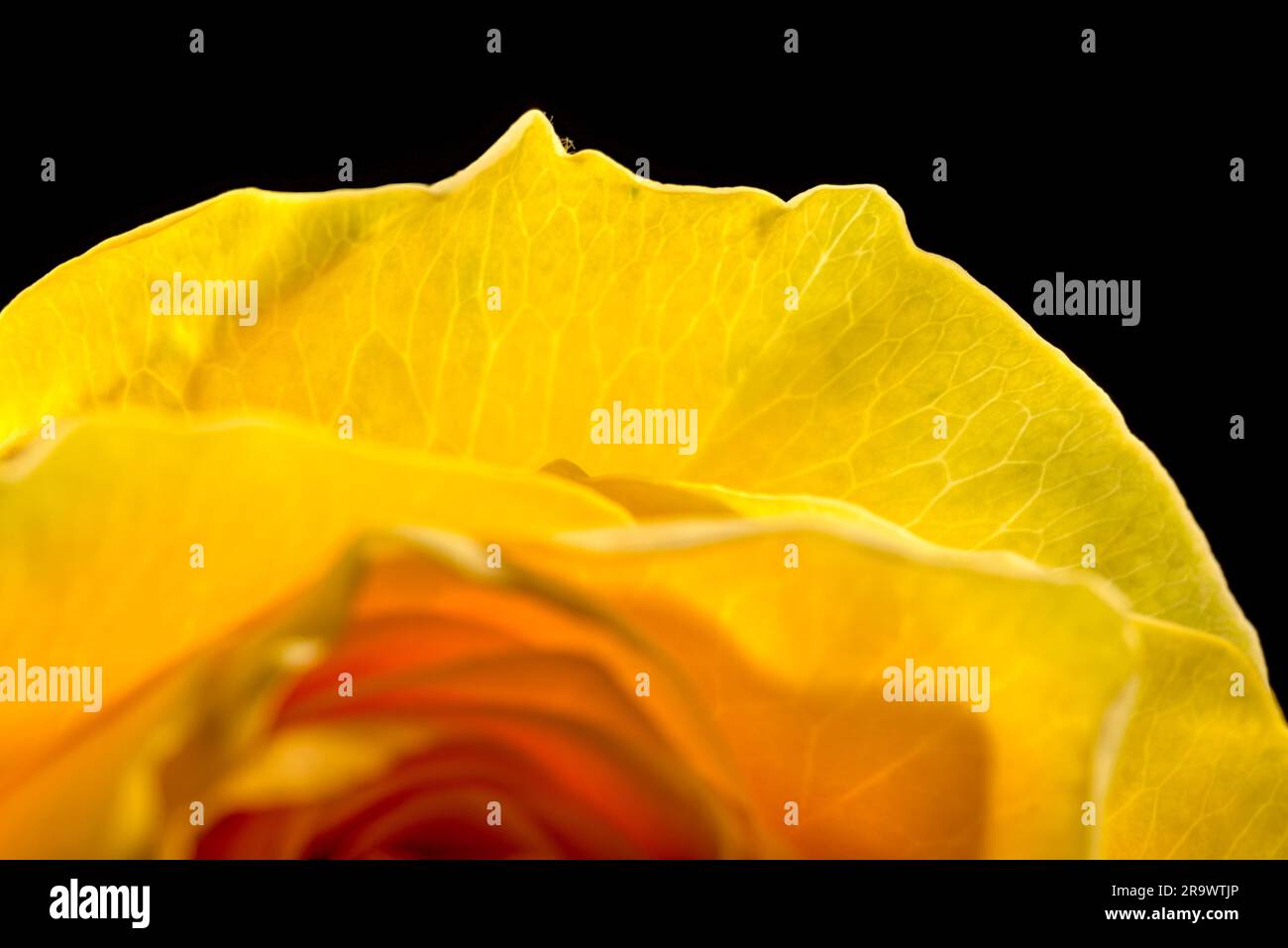 Macro of the petals of a fresh yellow rose Stock Photo - Alamy