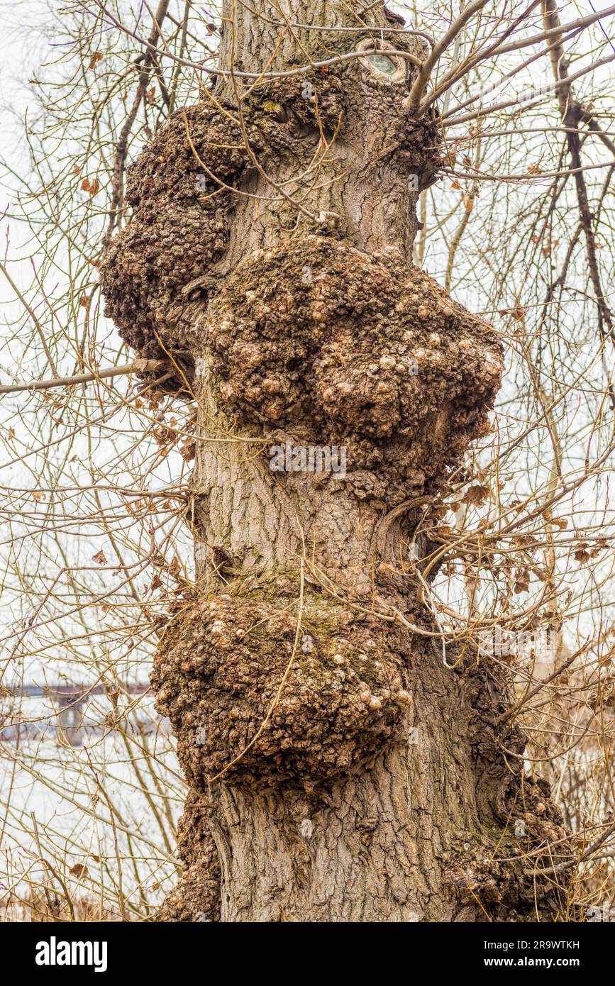 Burls on the trunk of a white poplar tree Stock Photo - Alamy