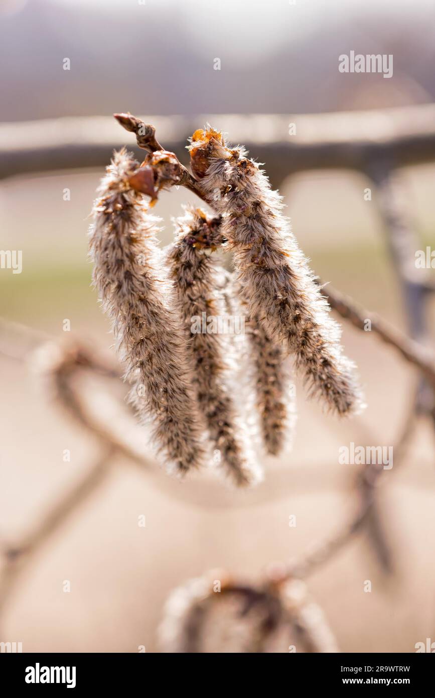 A backlit cluster of white poplar (populus alba) catkin, under the soft ...