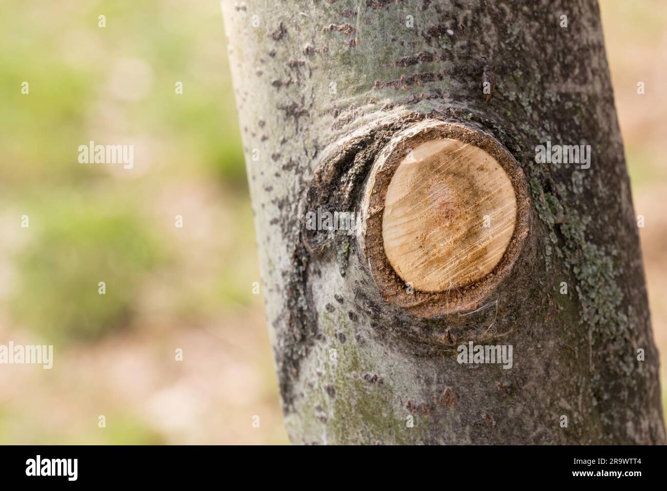 Plum tree trunk hi-res stock photography and images - Alamy