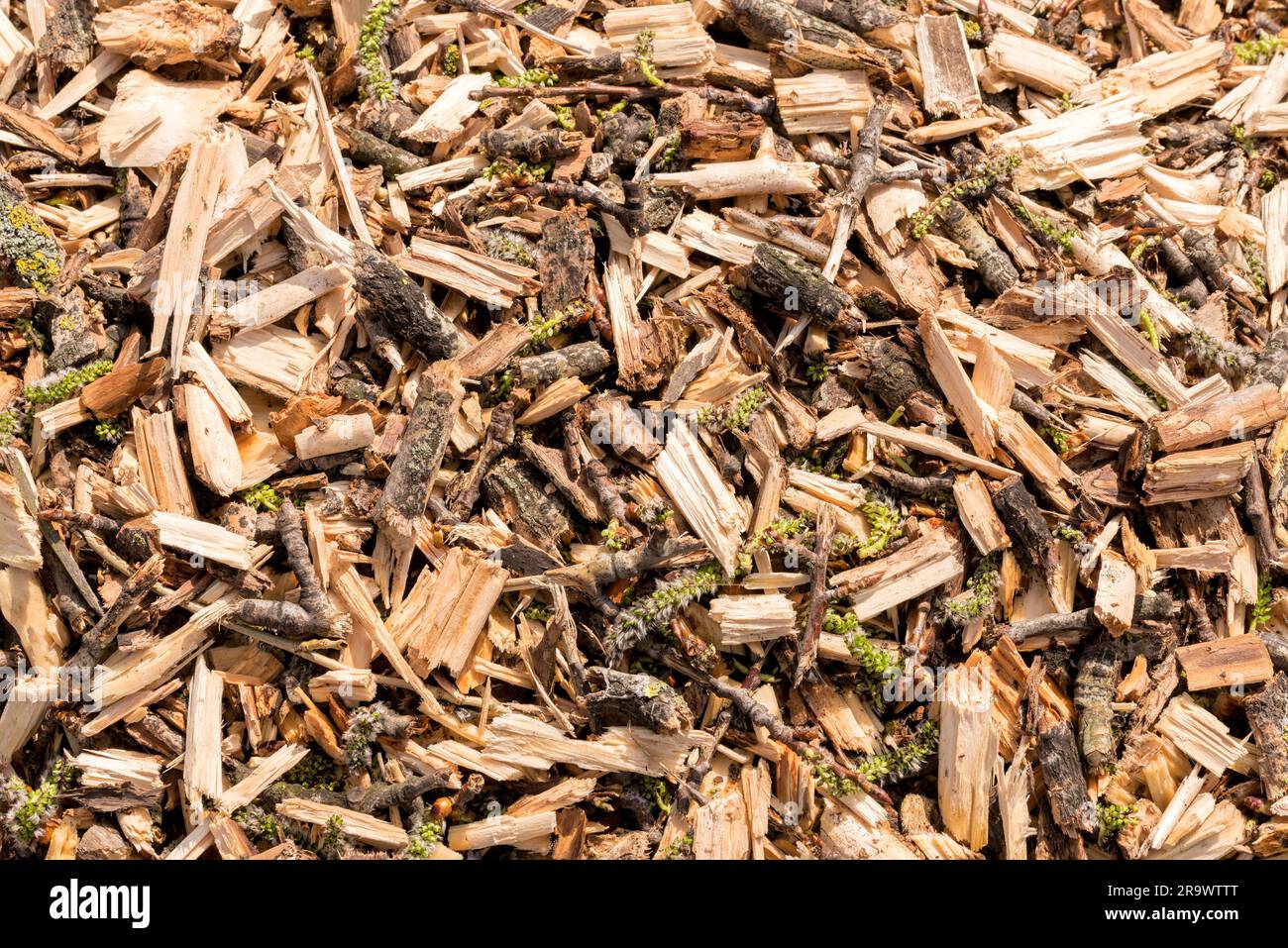 Close up detail of various crushed tree branches. It can be used as ...