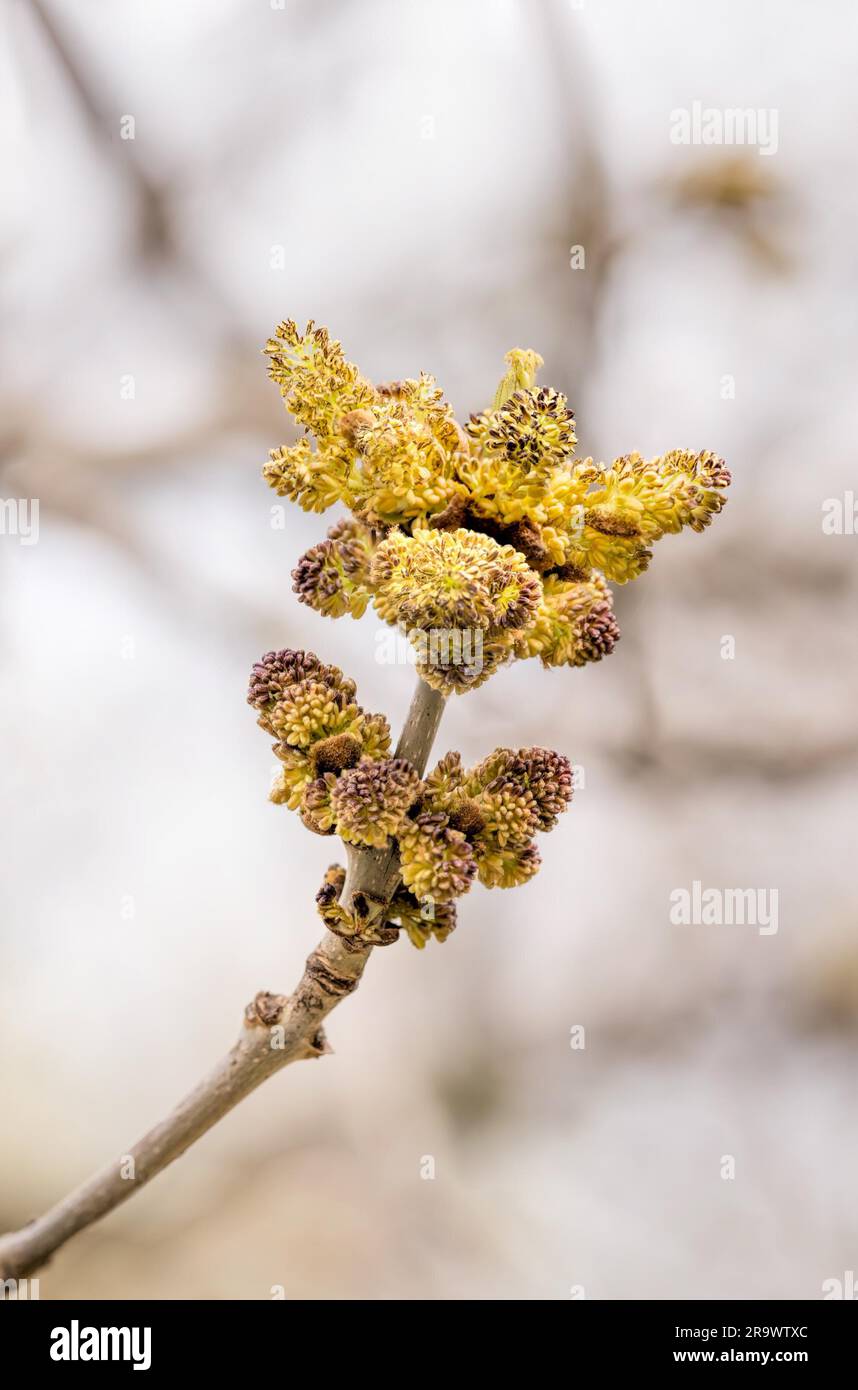 Macro of, also called Ash tree (Fraxinus), flowers of catkin, at the ...