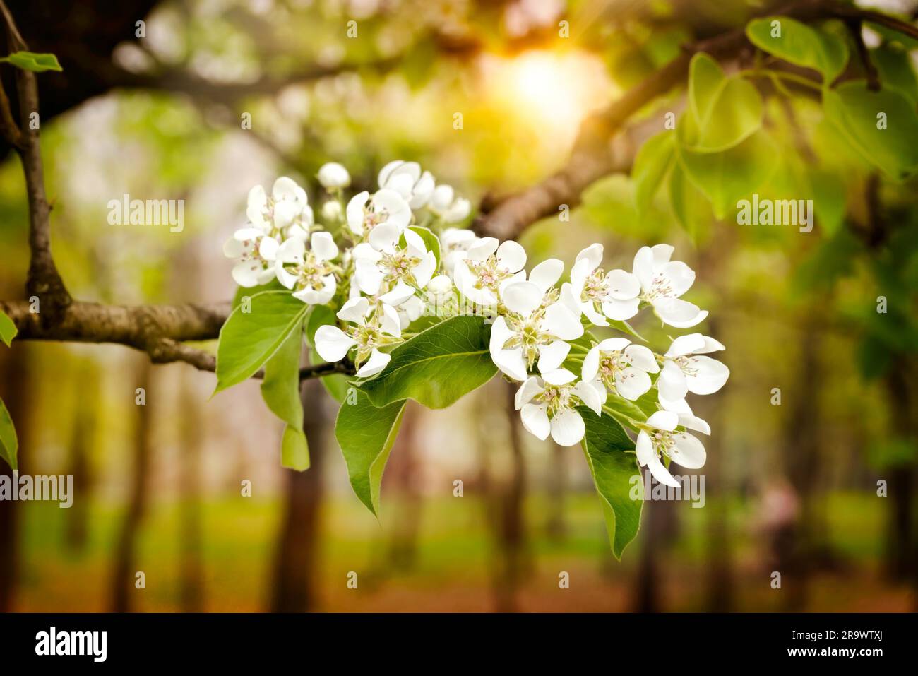 Beautiful pear tree flowers hi-res stock photography and images - Alamy
