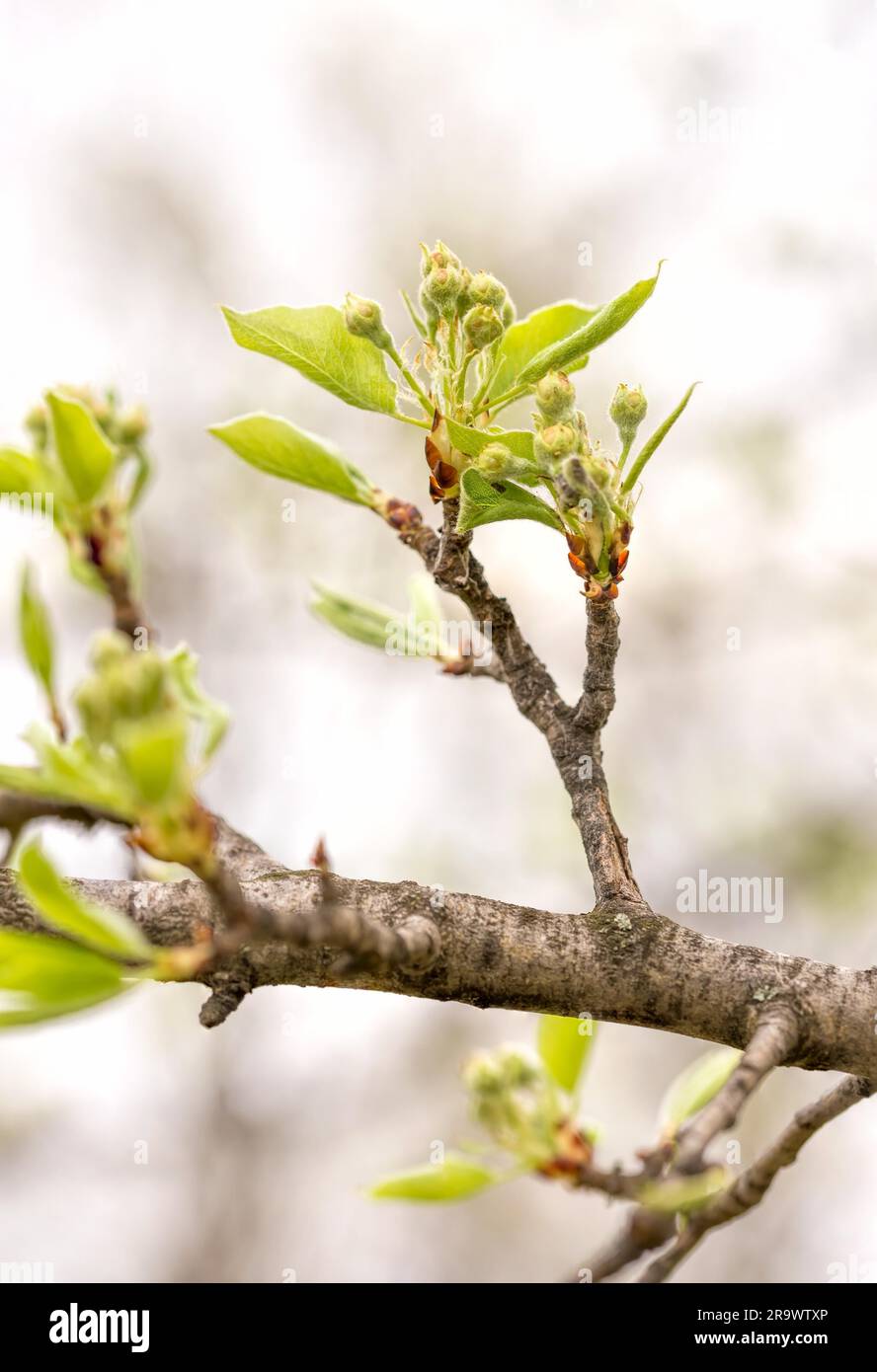 Pear tree buds hi-res stock photography and images - Alamy