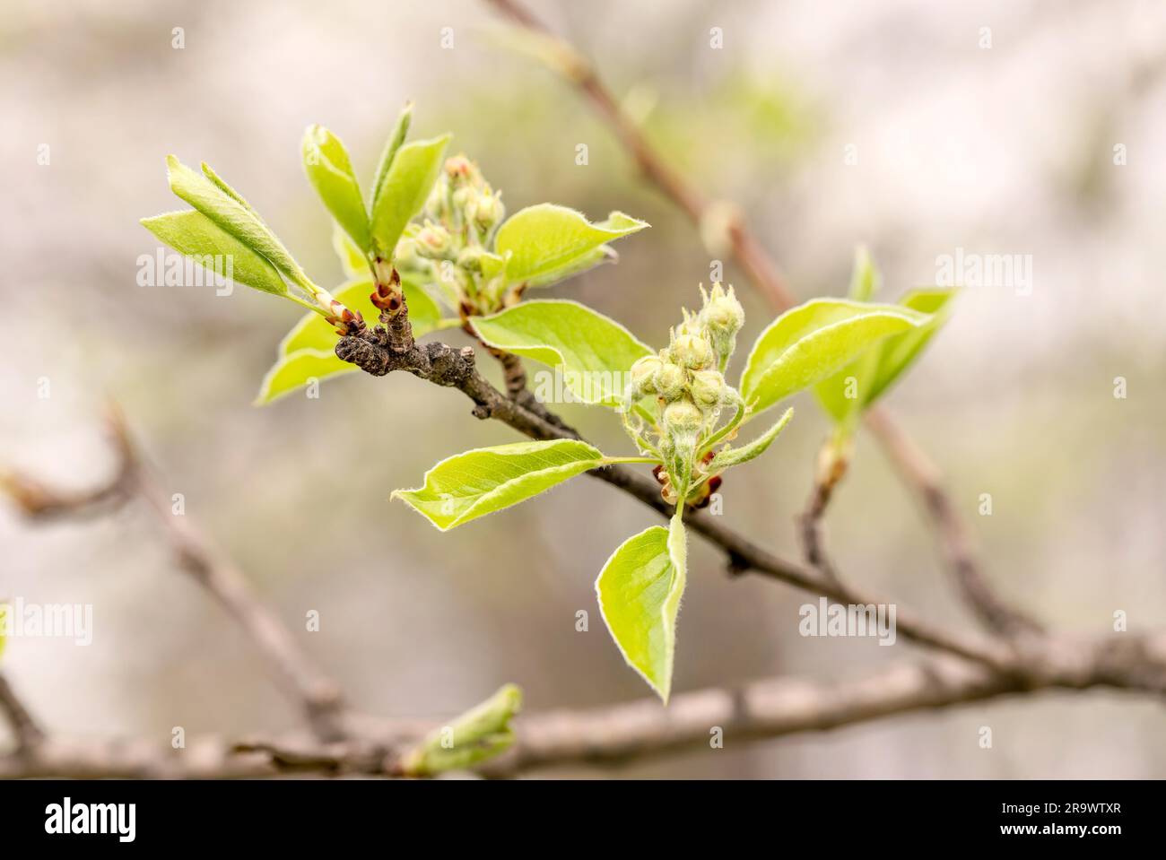Nice pear tree buds blooming under the soft spring sun Stock Photo - Alamy