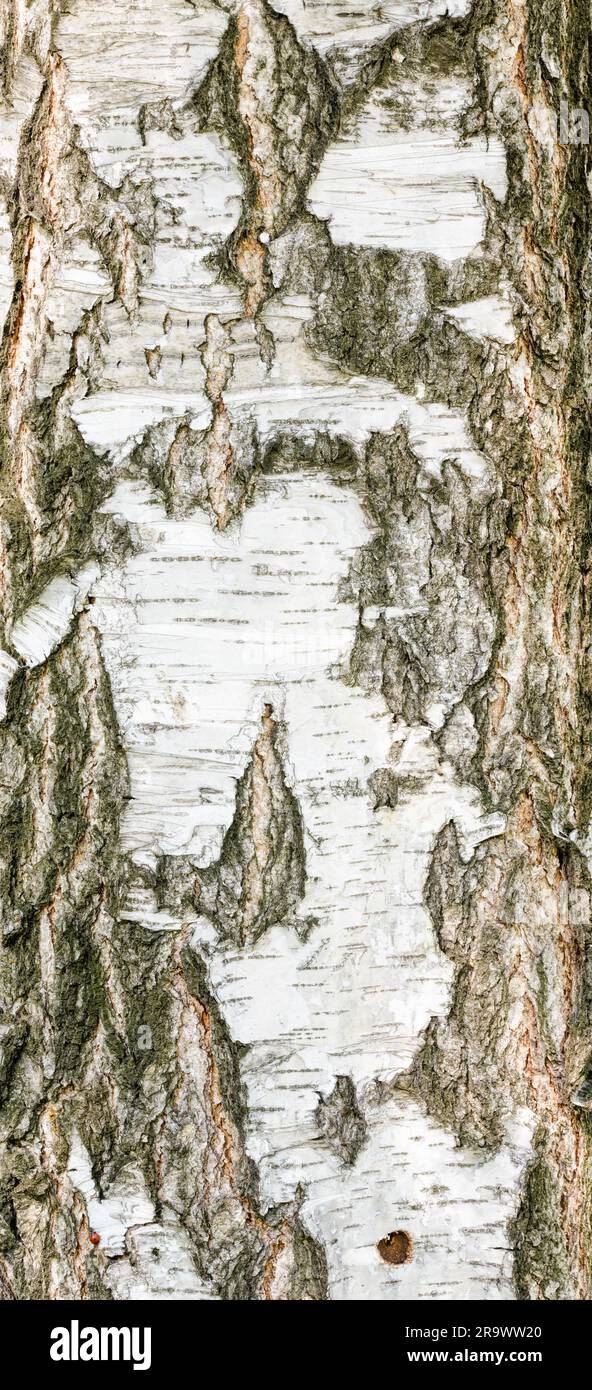 Detail of birch tree bark texture Stock Photo - Alamy
