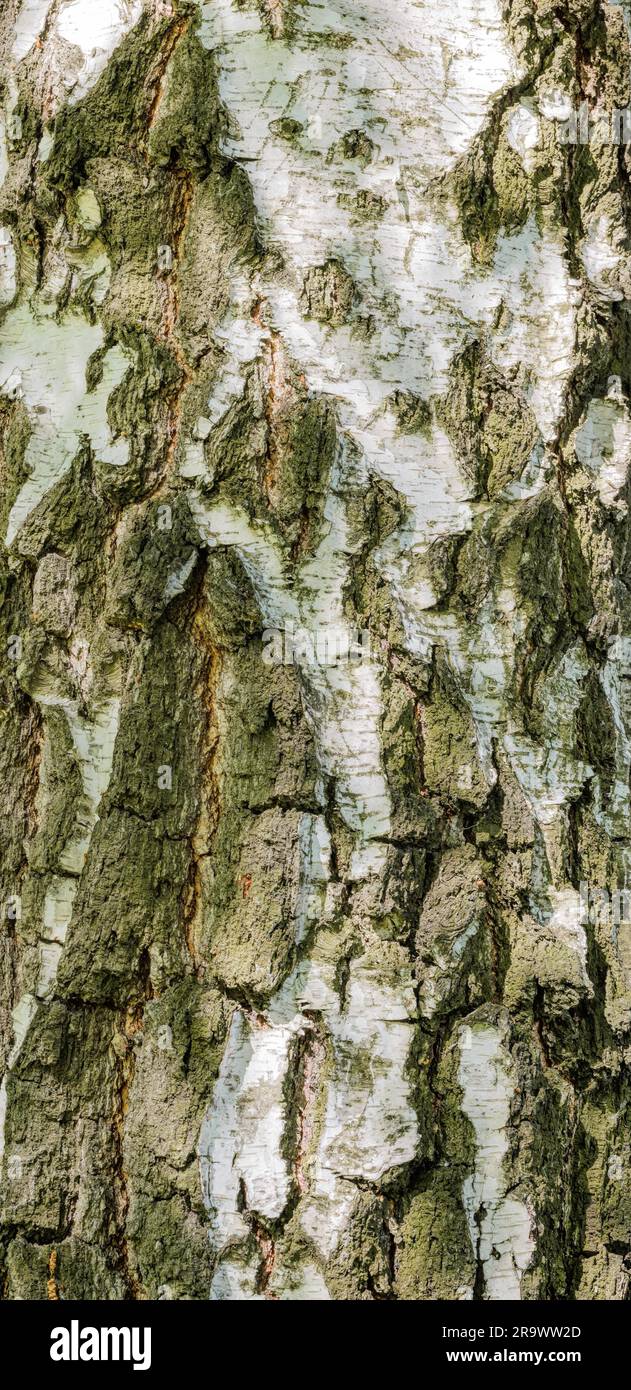 Detail of birch tree bark texture Stock Photo - Alamy