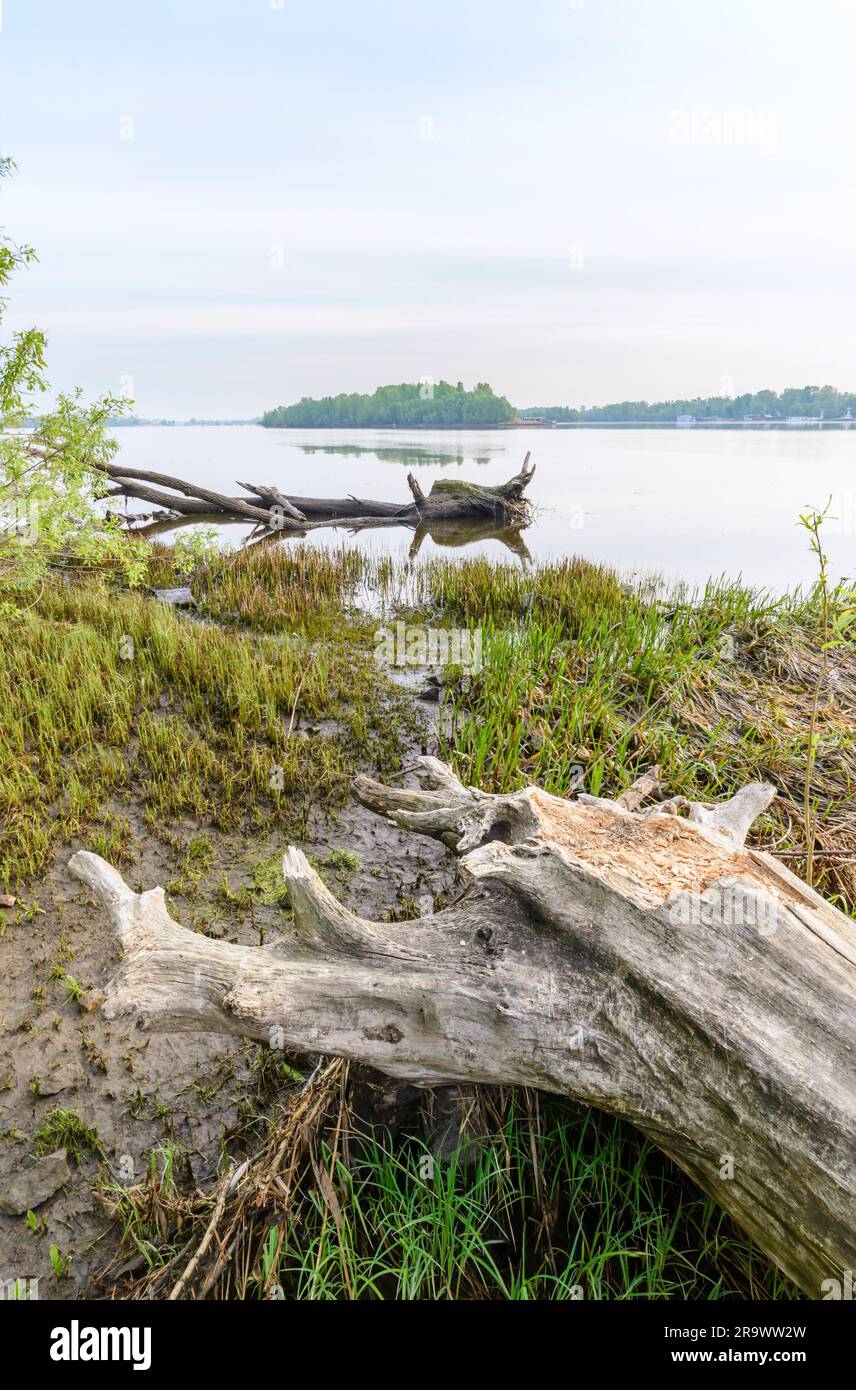 A quiet view of the Dniper river soon at dawn with dead tree trunks ...