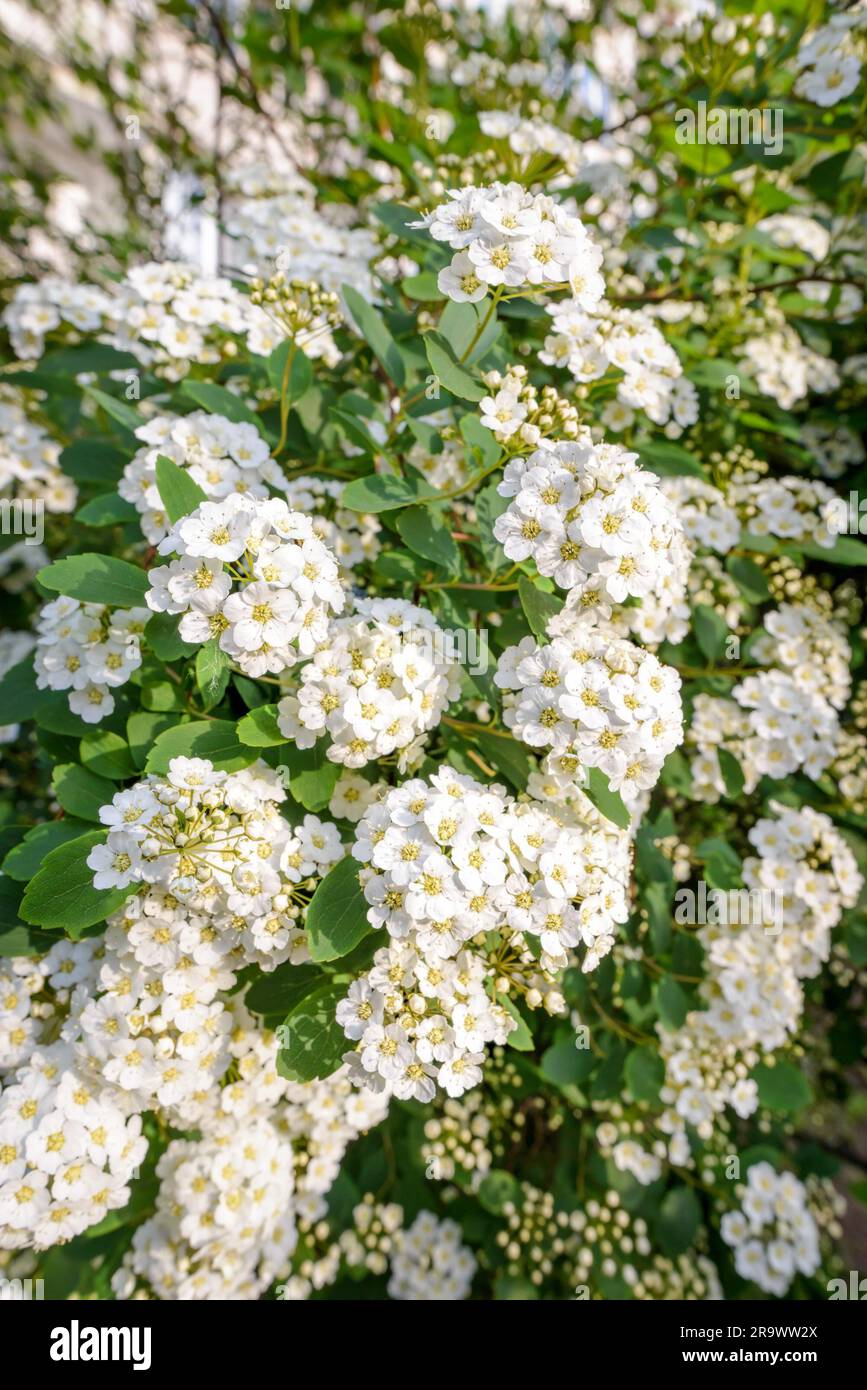 Close up of a spiraea bush showing the details of the soft white ...