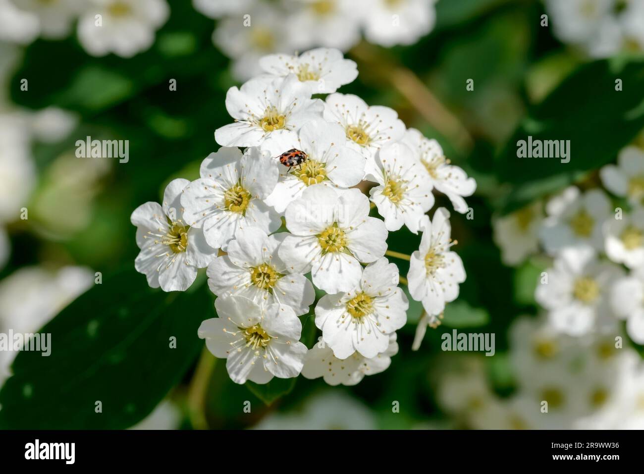 Close up of a spiraea bush showing the details of the soft white ...