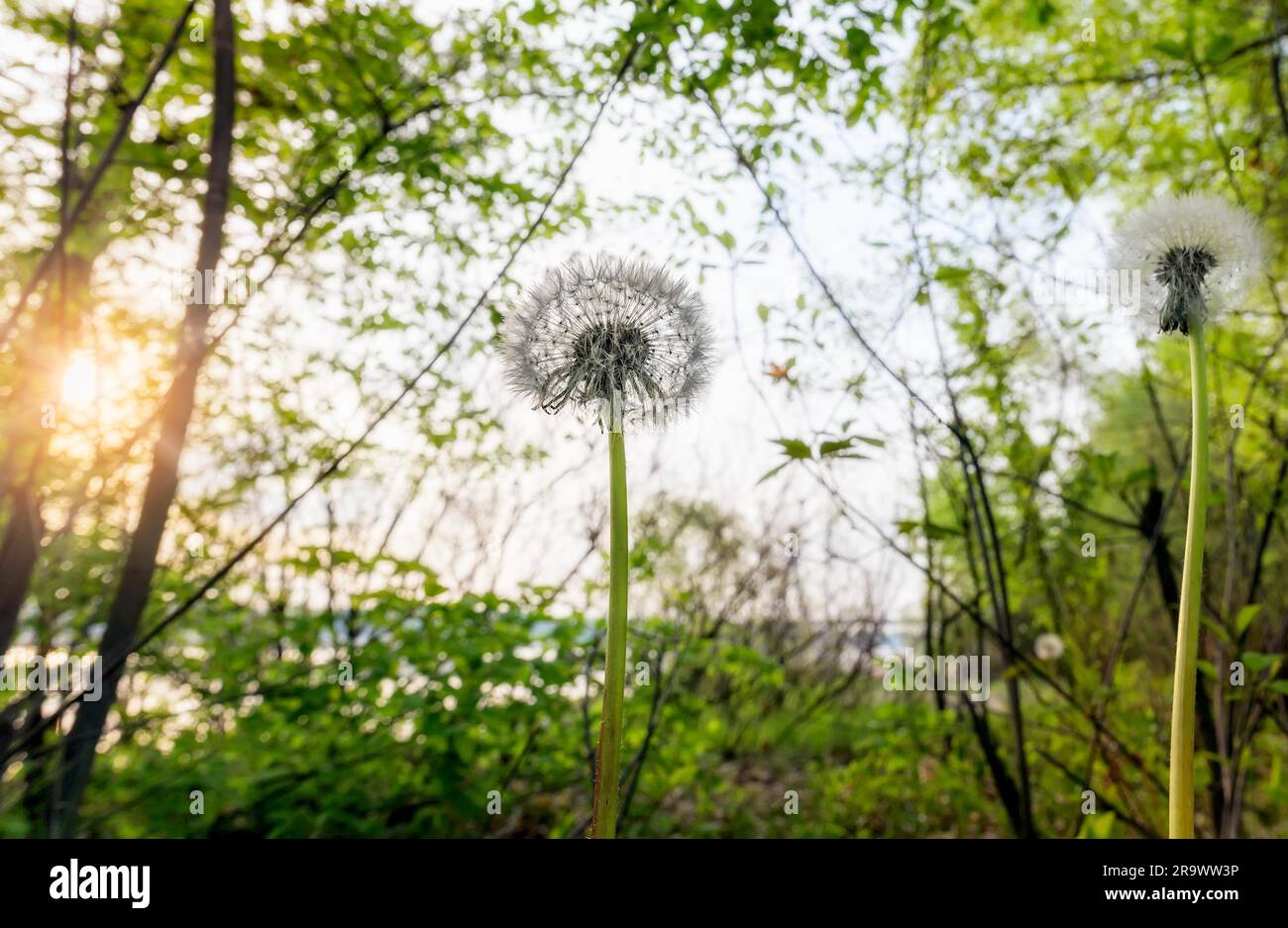 Shot river spring in woods hi-res stock photography and images - Alamy