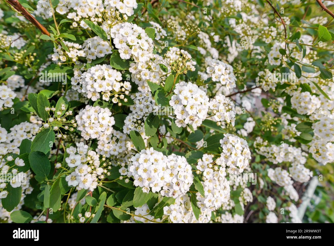 Close up of a spiraea bush showing the details of the soft white ...