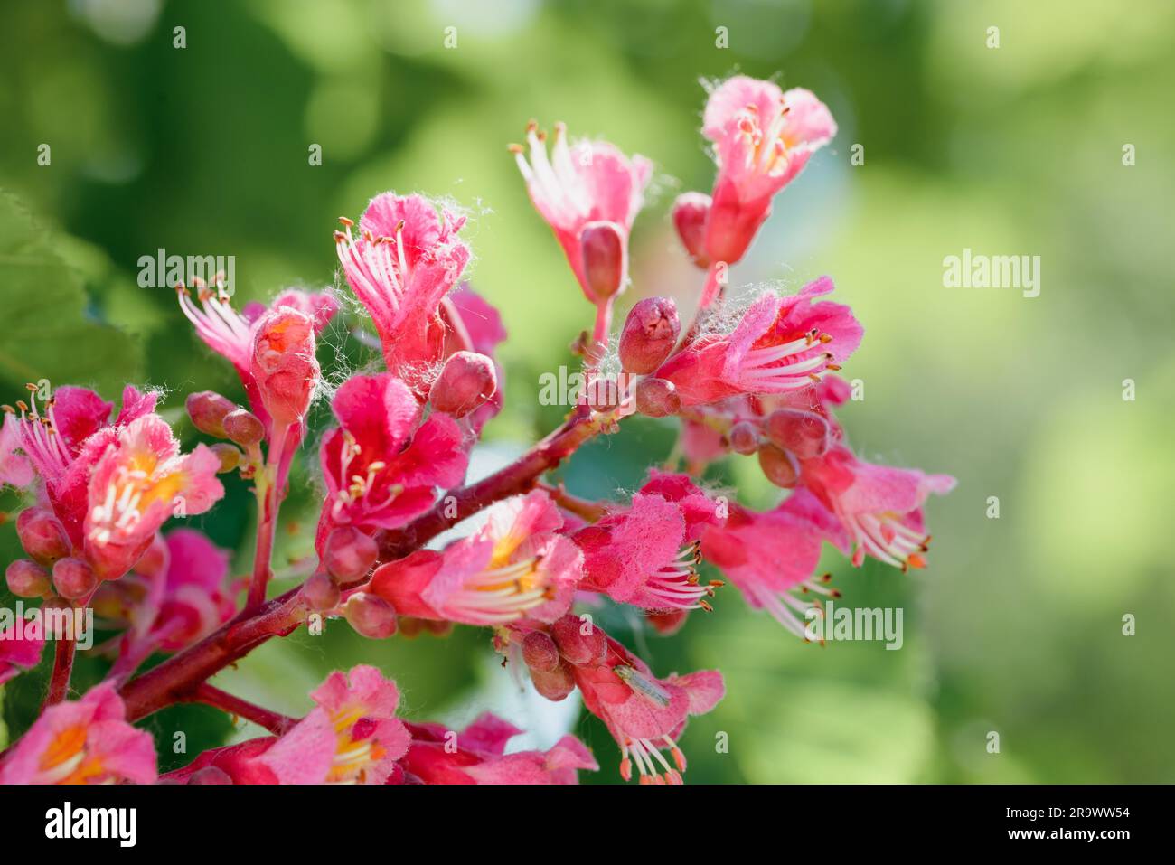 Red, or Red Horse-chestnut (Aesculus x Carnea) Flower under the bright ...
