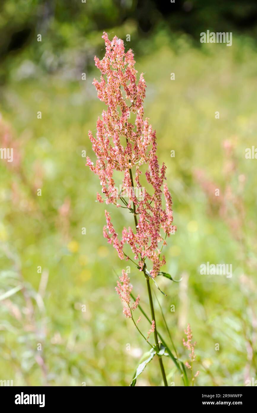 Sour weed hi-res stock photography and images - Alamy