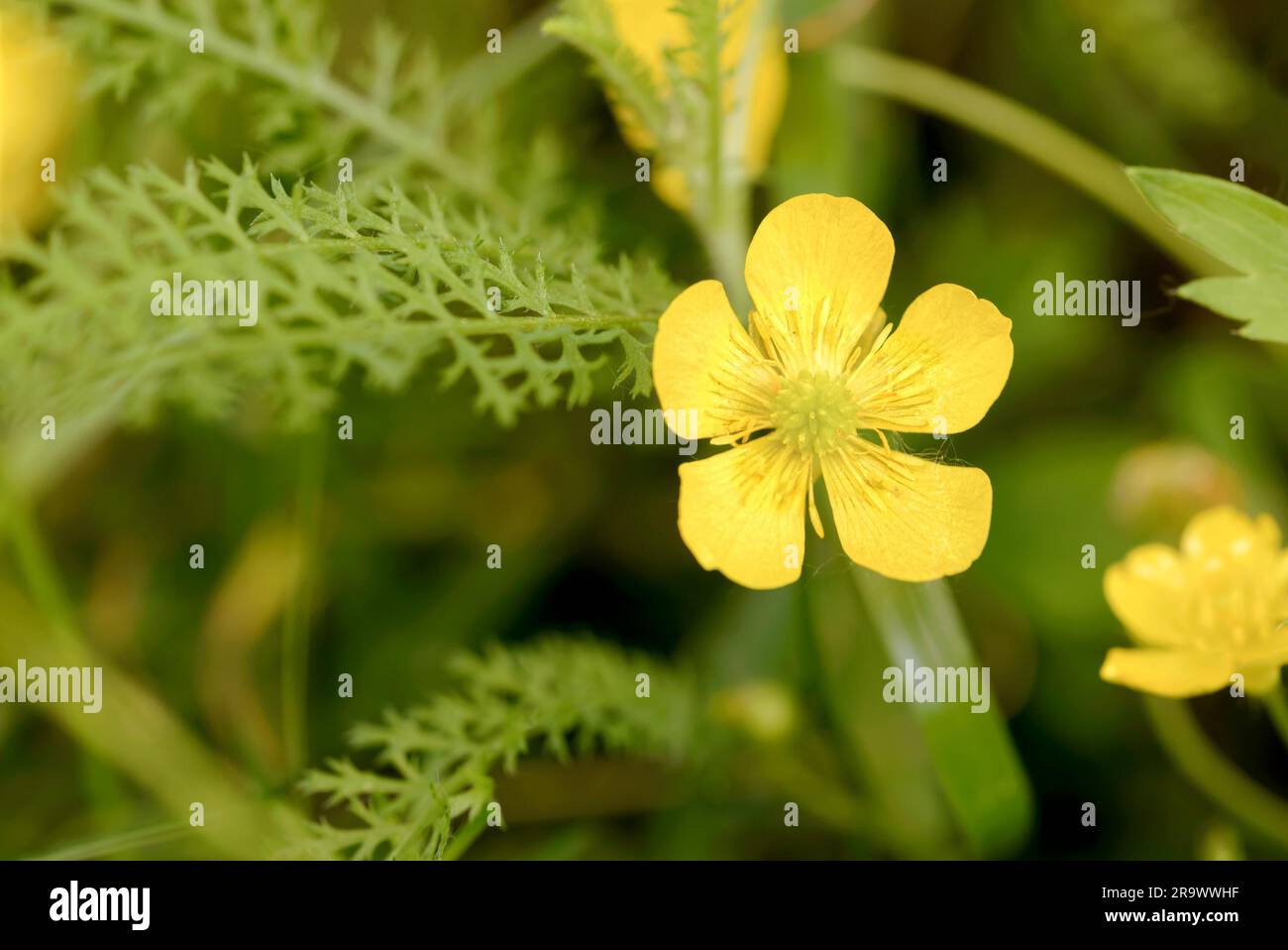 Yellow Ranunculus Repens, also called Buttercup, in the meadow, under ...