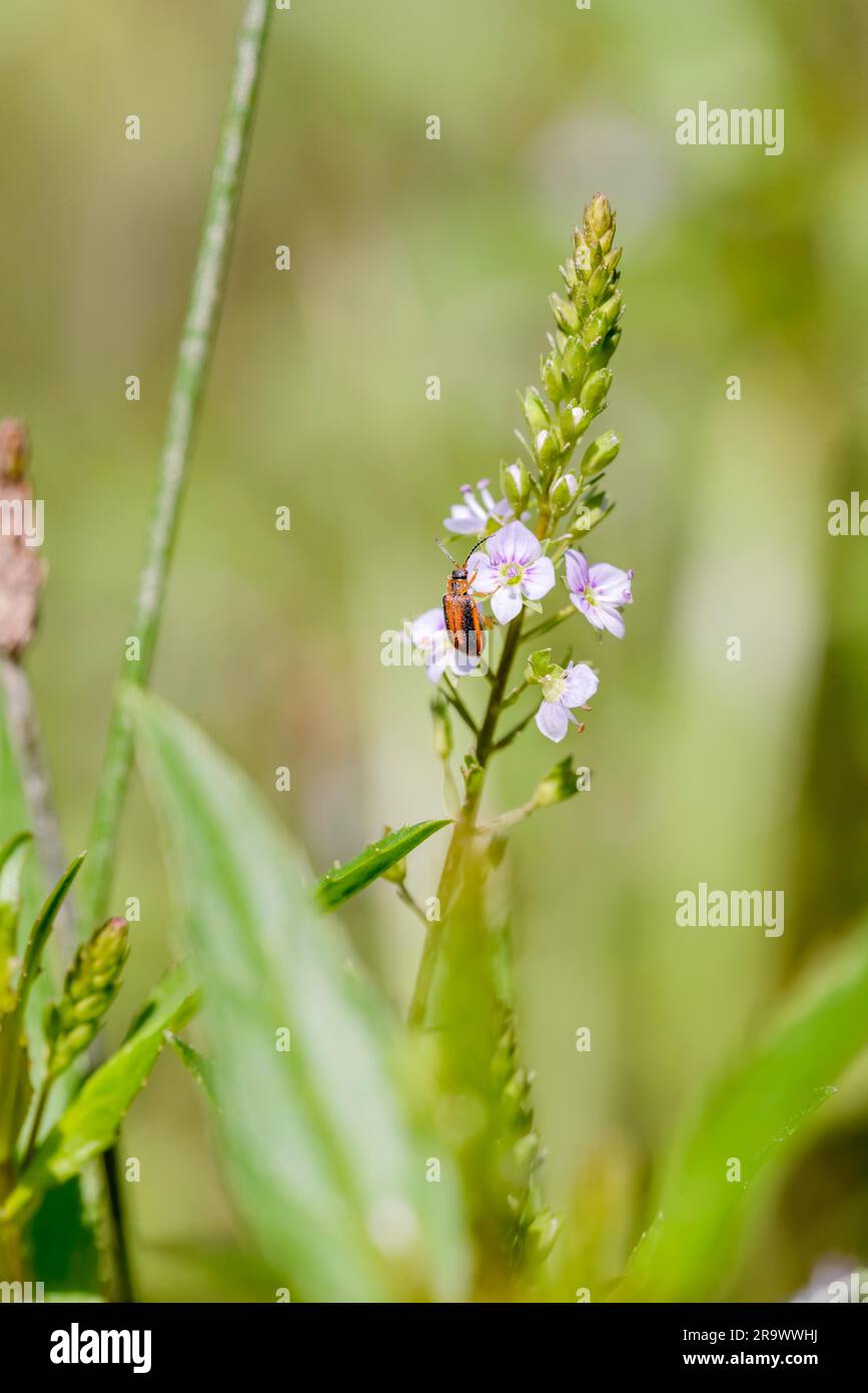 Galerucella Neogalerucella calmariensis, also called purple loosestrife ...
