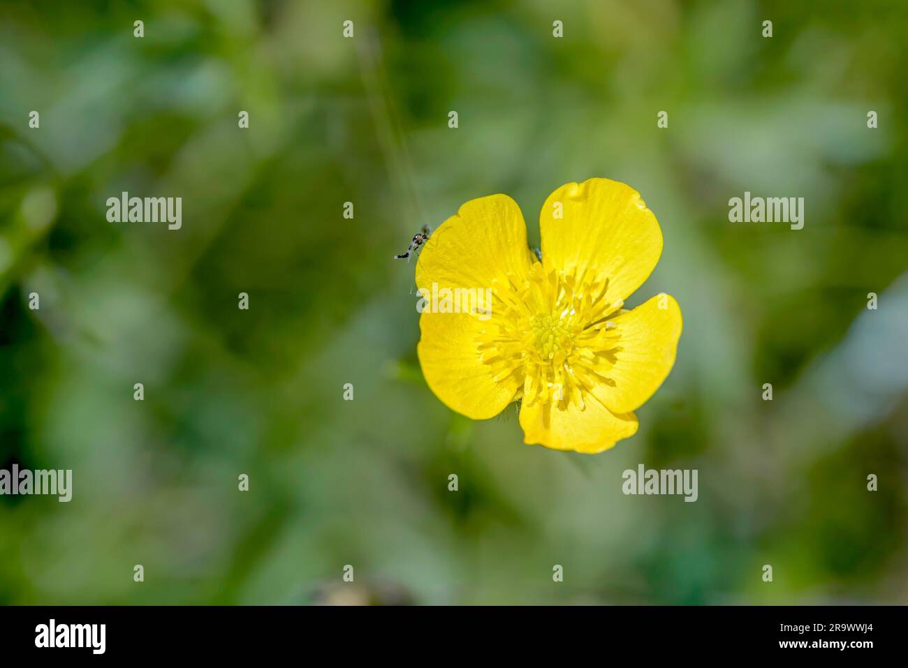Yellow Ranunculus Repens, also called Buttercup, in the meadow, under ...