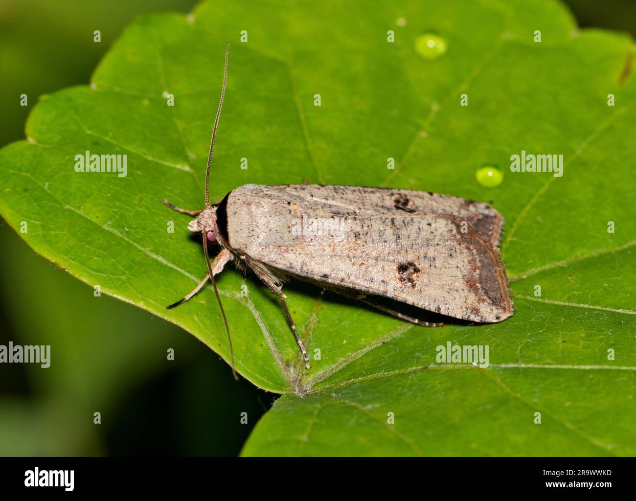 Cutworm moth hi-res stock photography and images - Alamy